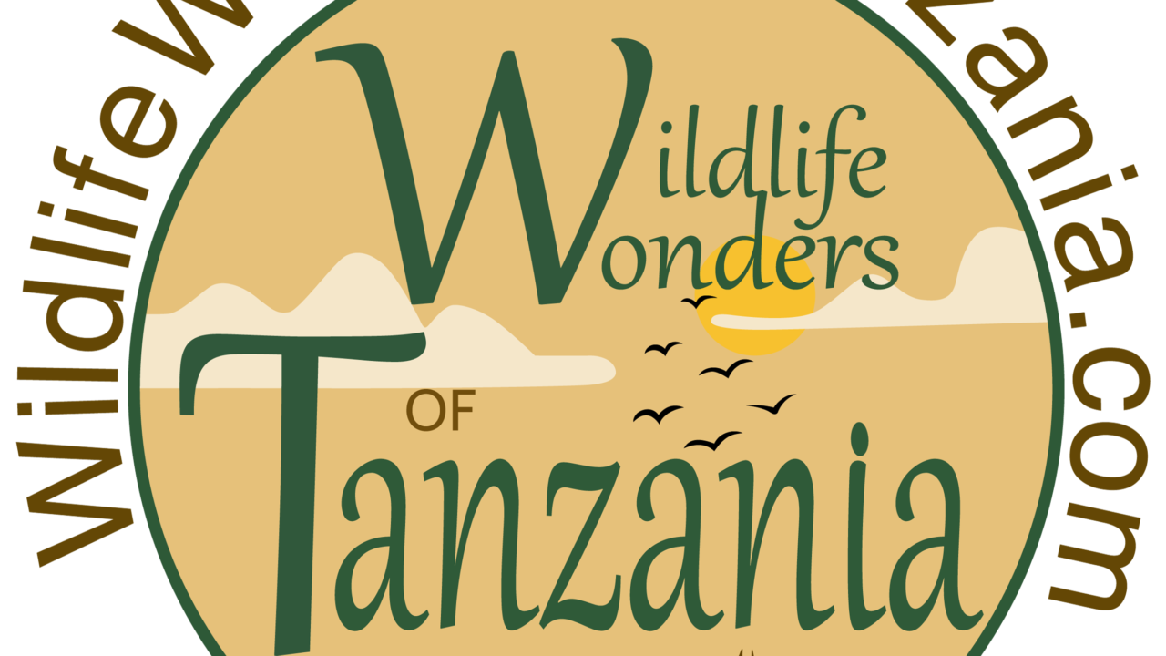The Rock Hyrax: Tanzania's Overlooked Safari Gem - Wildlife Wonders of ...